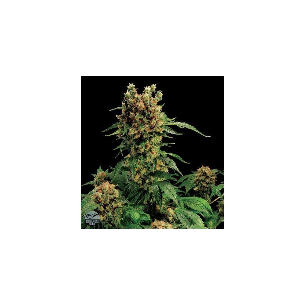California Hash Plant (Dinafem) - Zativo
