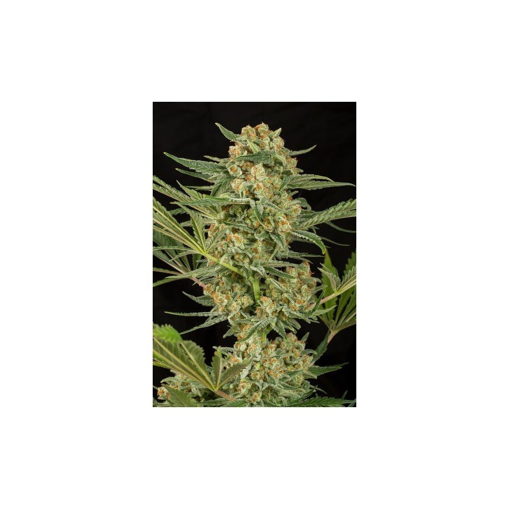 Critical Cheese (Dinafem) - Zativo