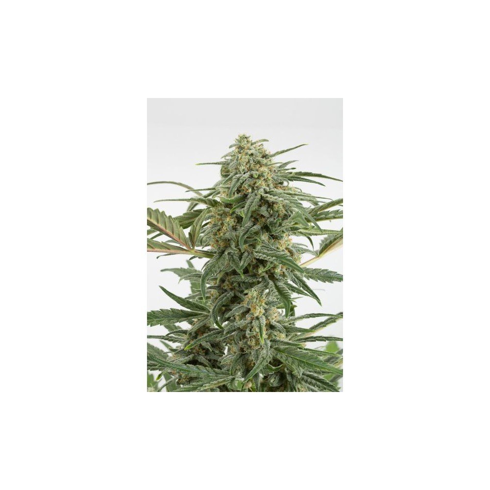 Critical+ 2.0 Autoflowering (Dinafem) - Zativo