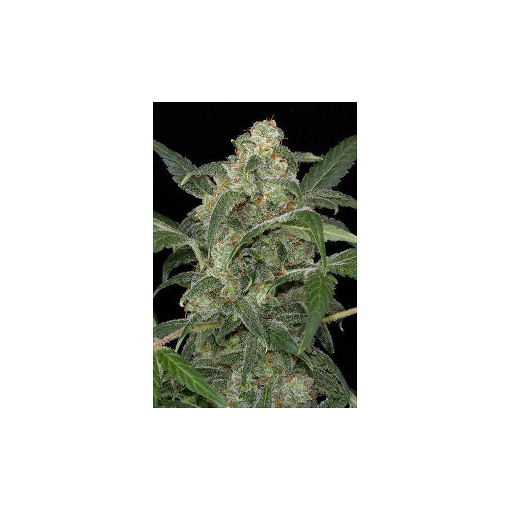 Haze 2.0 Autoflowering (Dinafem) - Zativo
