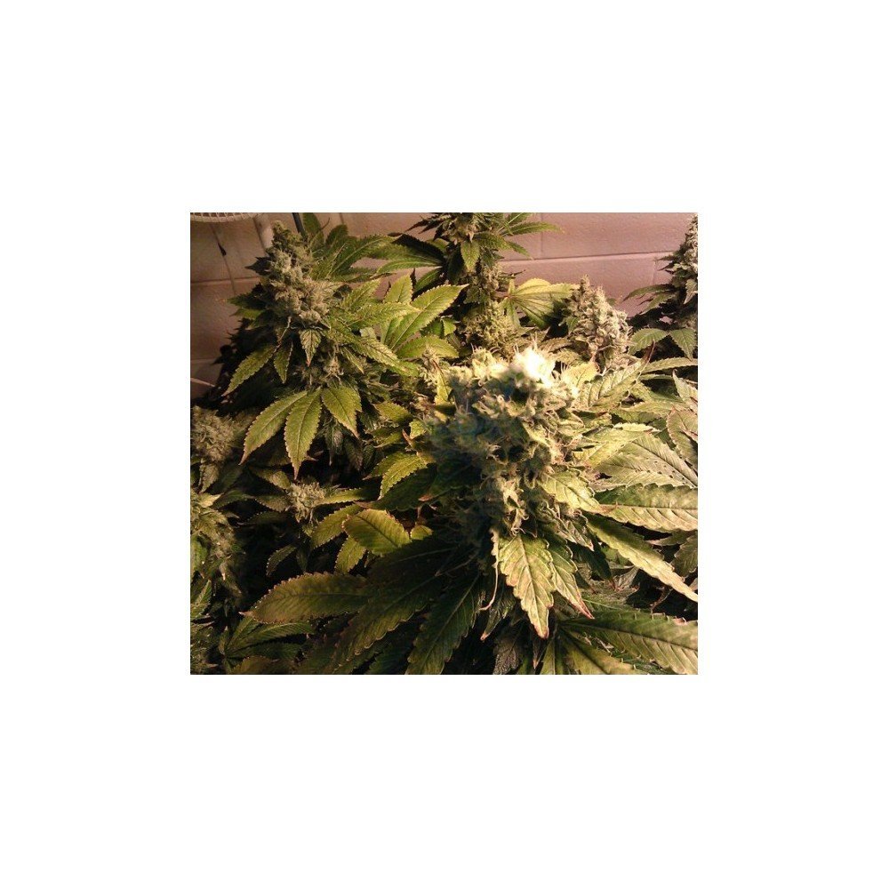 Acid (Paradise Seeds) - Zativo