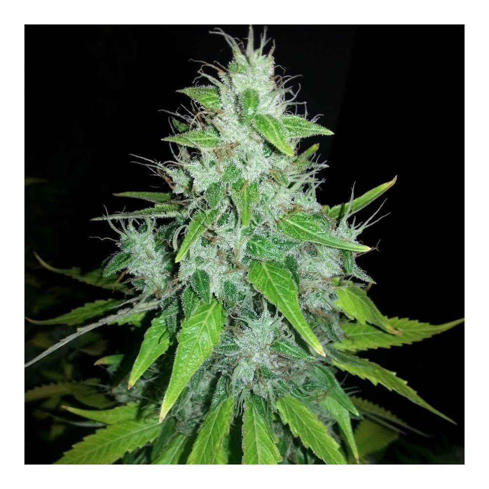 8 Ball Kush (Barney's Farm) - Zativo