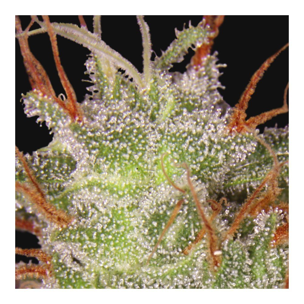 Amnesia Lemon (Barney's Farm) - Zativo