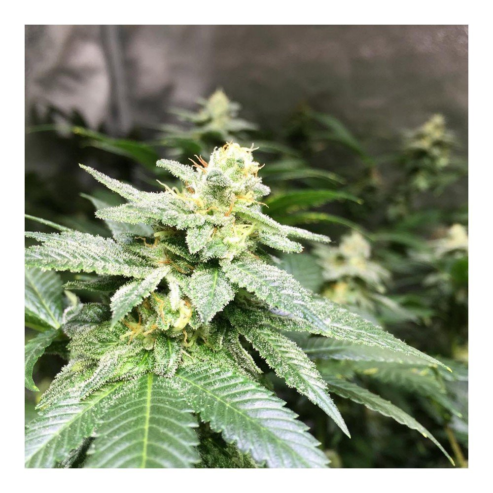 Cookies Kush (Barney's Farm) - Zativo