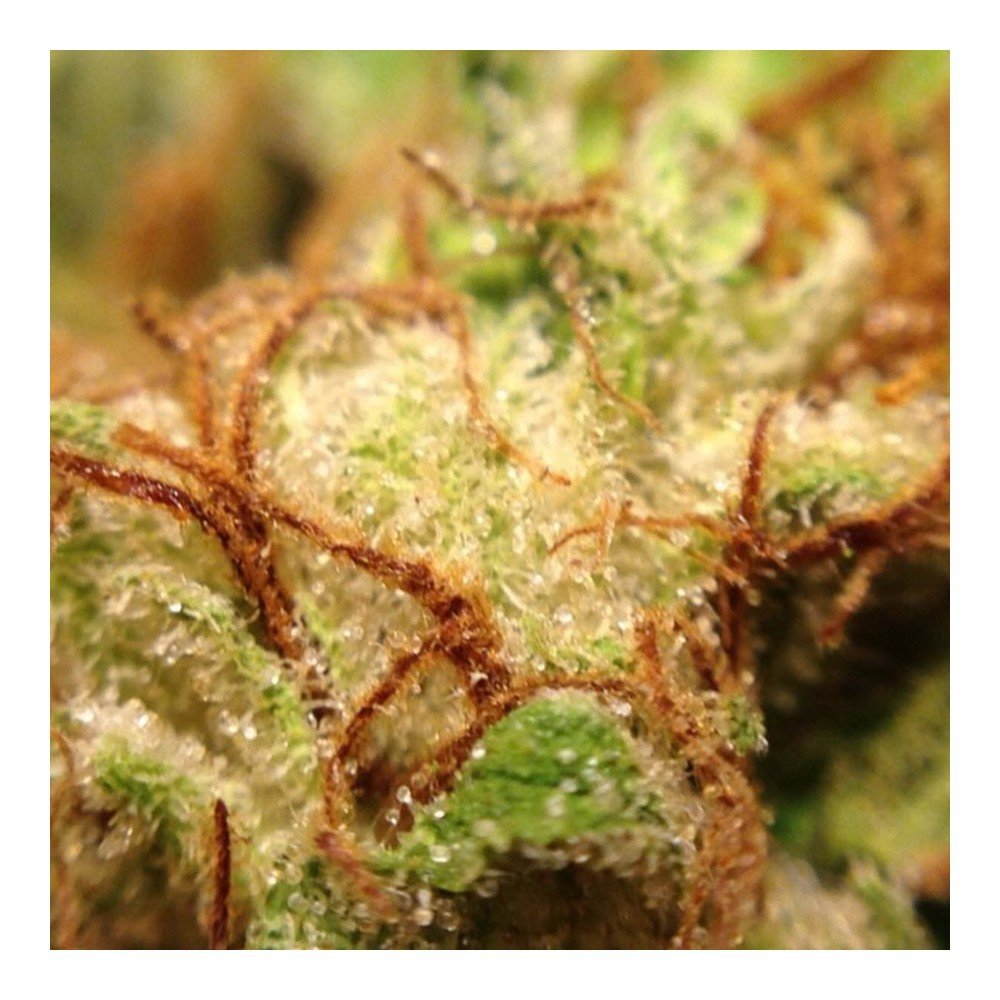Red Diesel (Barney's Farm) - Zativo