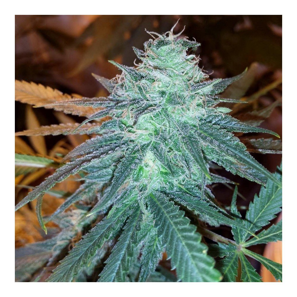 Triple Cheese (Barney's Farm) - Zativo