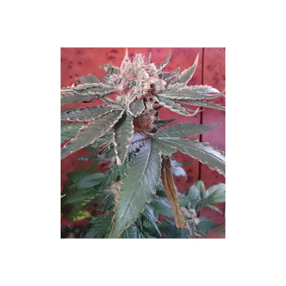 CBD Divine (CBD Crew) - Zativo