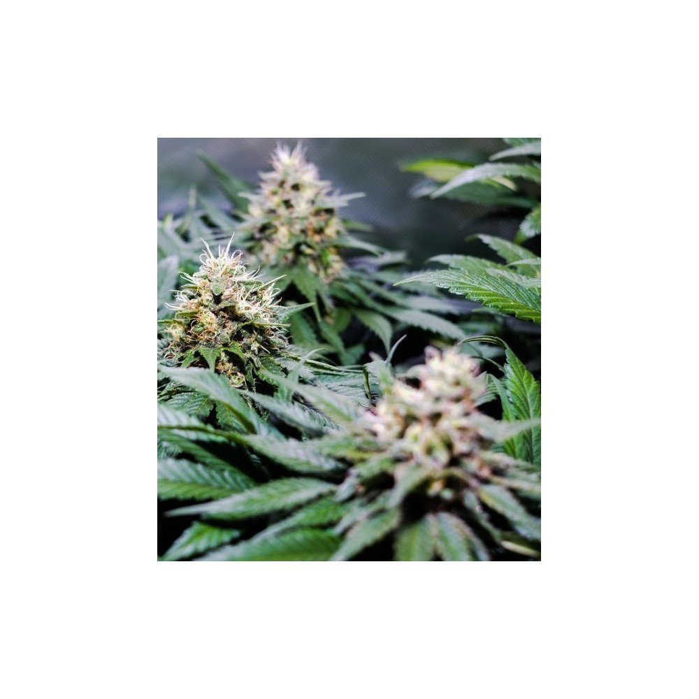 CBD Therapy (CBD Crew) - Zativo
