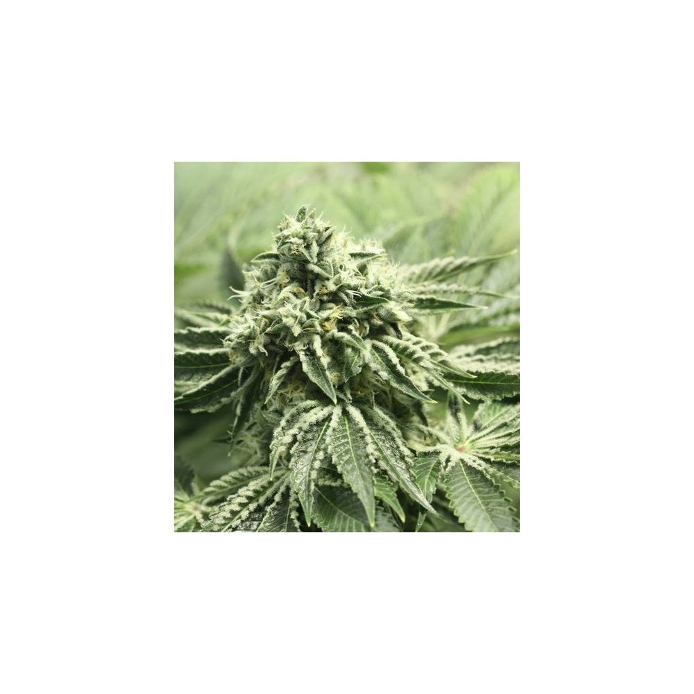 Rollex OG Kush (Devil’s Harvest Seeds) - Zativo
