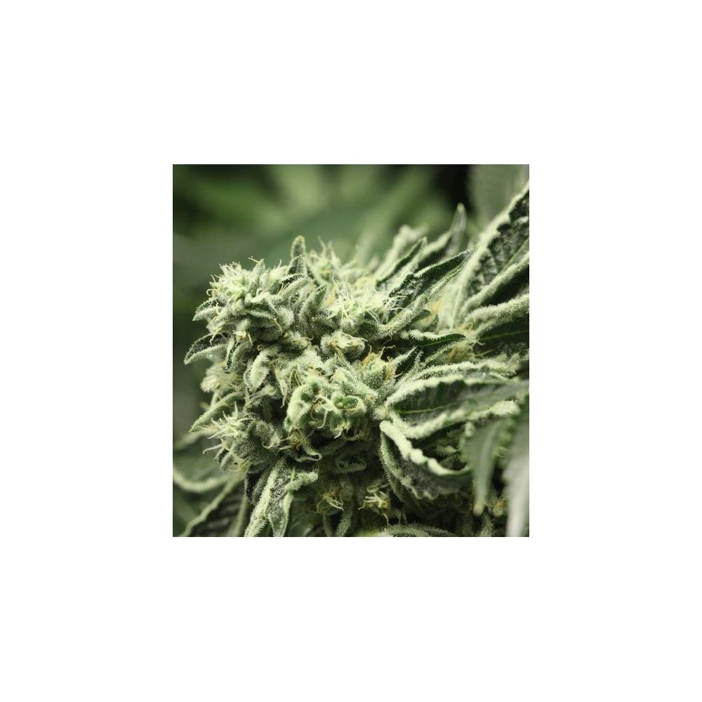 Rollex OG Kush (Devil’s Harvest Seeds) - Zativo