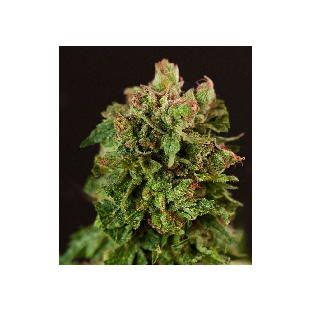 Fallen Angel (Devil’s Harvest Seeds) - Zativo
