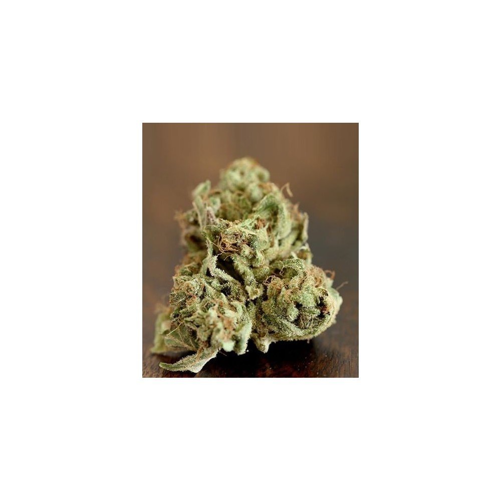 Fallen Angel (Devil’s Harvest Seeds) - Zativo