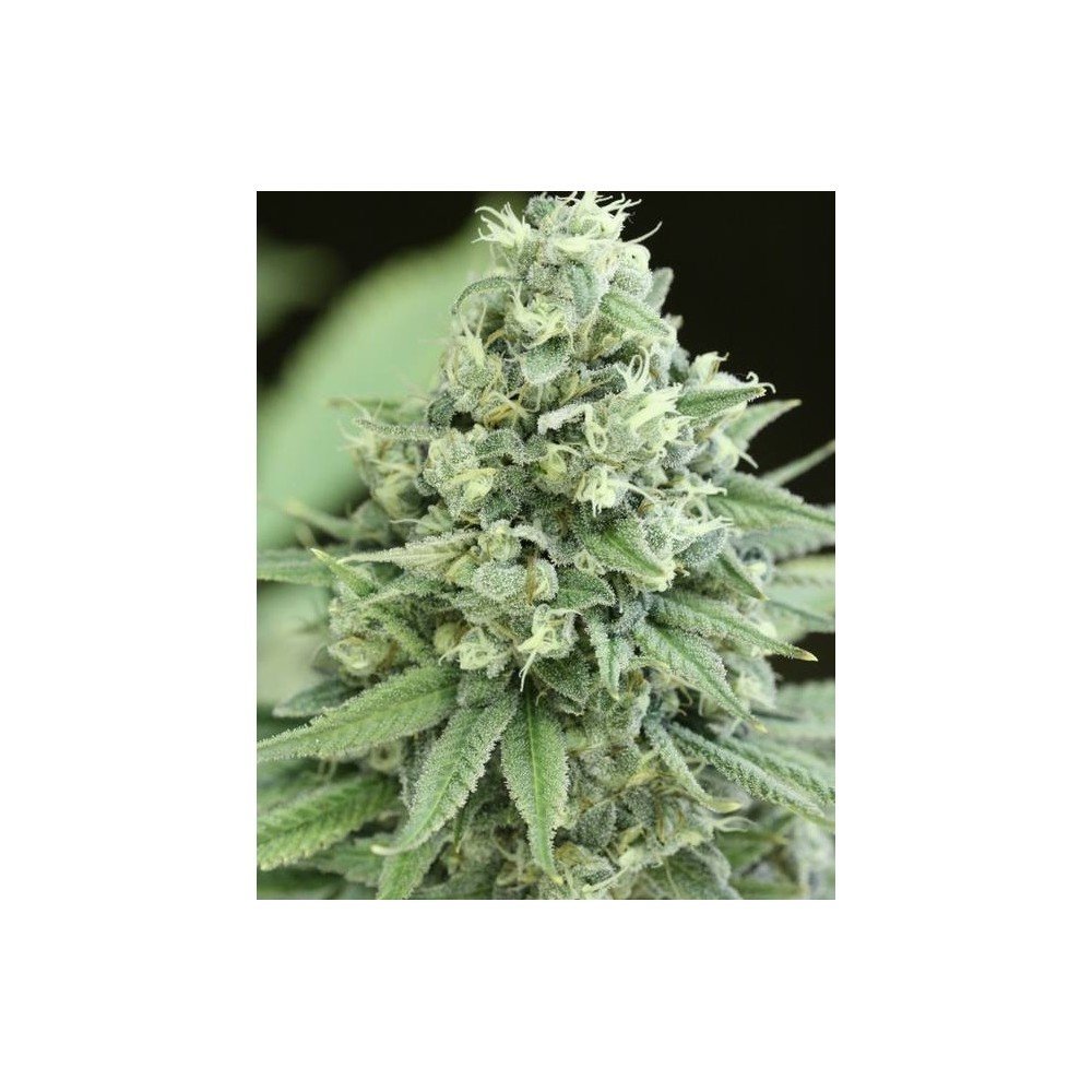 Casey Jones (Devil's Harvest Seeds) - Zativo