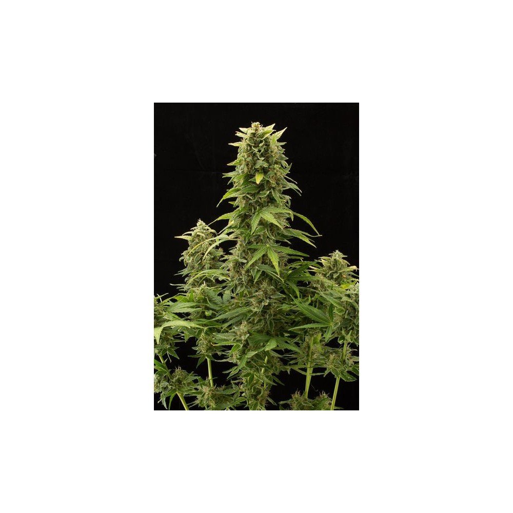 Haze 2.0 Autoflowering (Dinafem) - Zativo