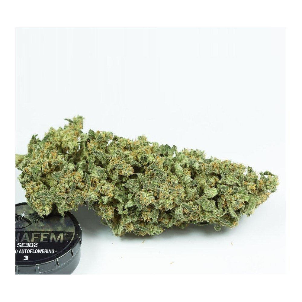 Haze 2.0 Autoflowering (Dinafem) - Zativo