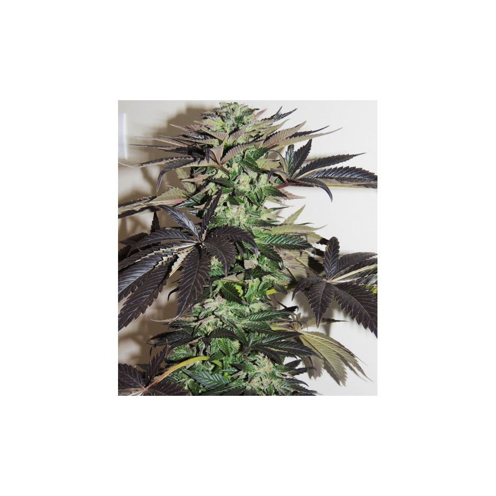 Night Queen (Dutch Passion) - Zativo