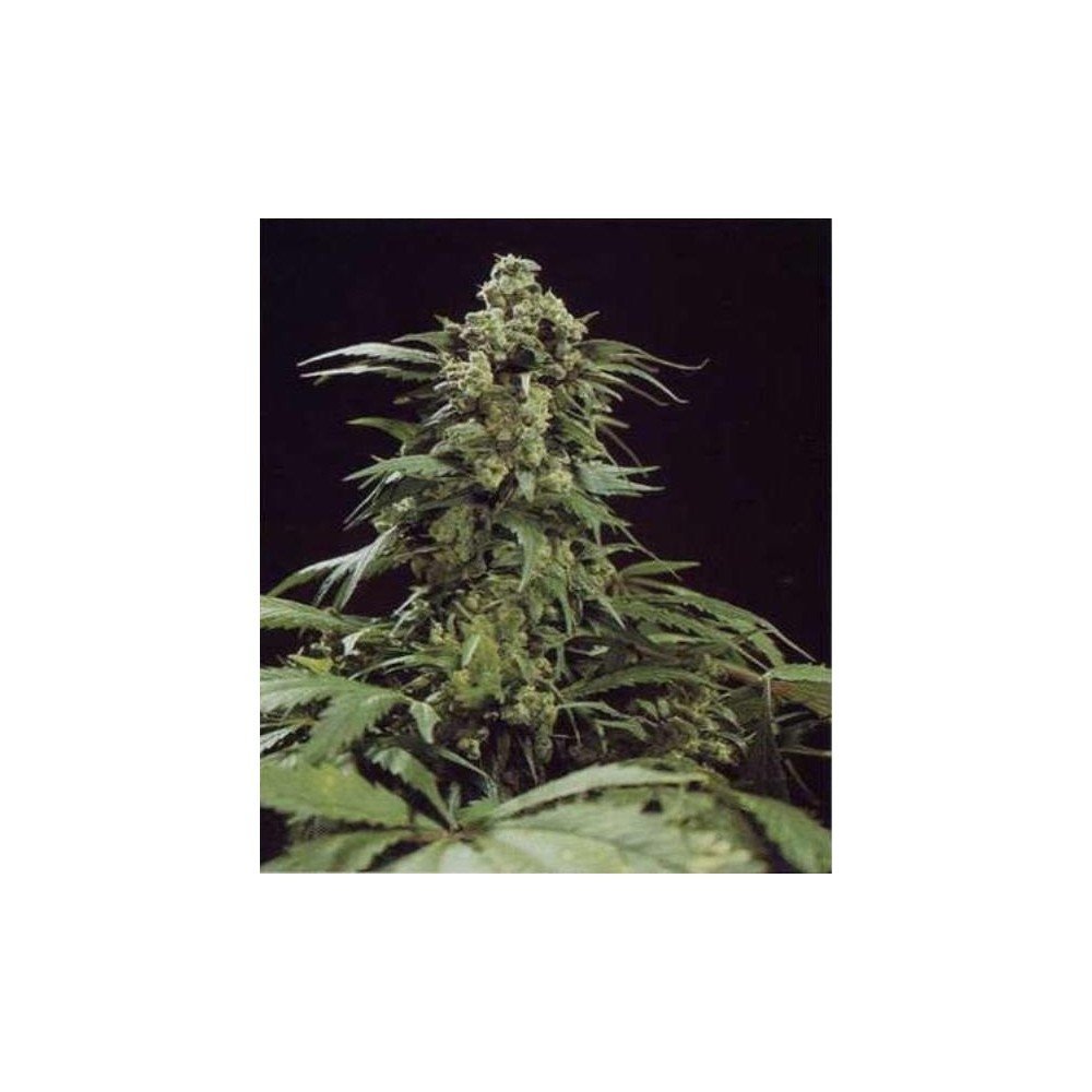 G13 Skunk (Mr. Nice) - Zativo