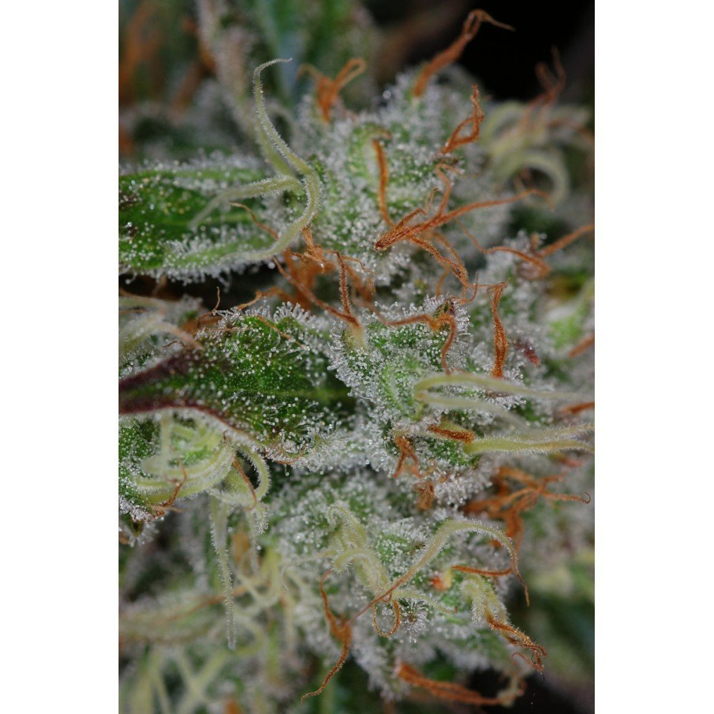 Chernobyl (TGA Subcool Seeds) - Zativo