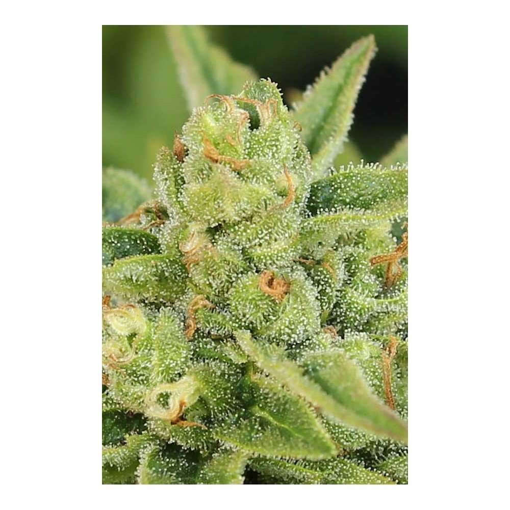 Dairy Queen (TGA Subcool Seeds) - Zativo