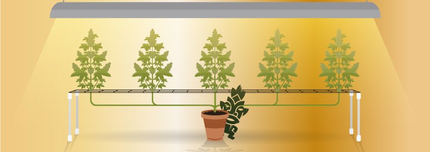 SOG en ScrOG - Zativo